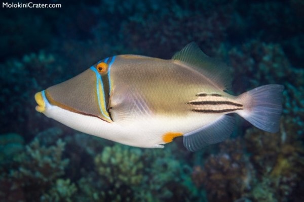 Fish of the Month: Humuhumunukunukuapua’a - Molokini Crater