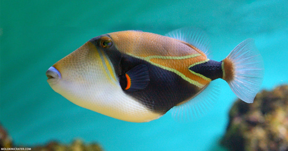 Some Of The Most Common Fish You'll See In Maui Waters