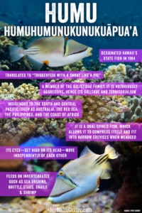 Fish of the Month: humuhumunukunukuapuaʻa - Molokini Crater