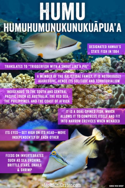 Fish of the Month: humuhumunukunukuapuaʻa - Molokini Crater