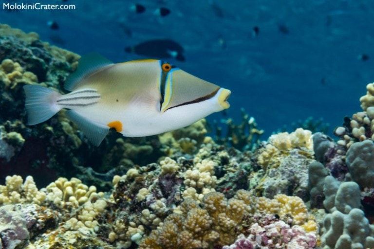 Fish of the Month: humuhumunukunukuapuaʻa - Molokini Crater