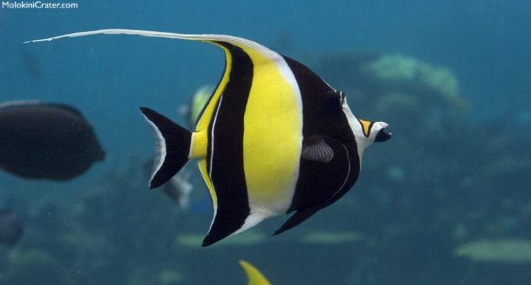 Some Of The Most Common Fish You'll See In Maui Waters