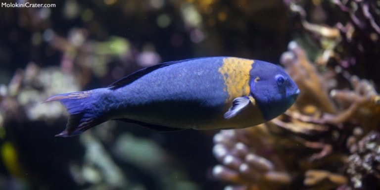Some Of The Most Common Fish You'll See In Maui Waters