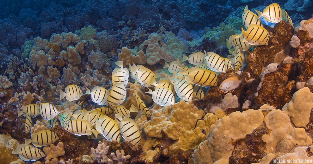 Life at Molokini Crater | Marine & Bird life at Molokini, Maui, Hawaii