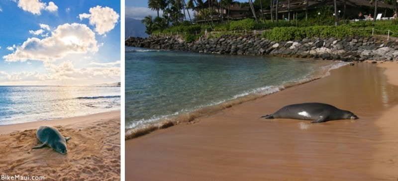 Maui Hawaii Animal of the Month: Hawaiian Monk Seal