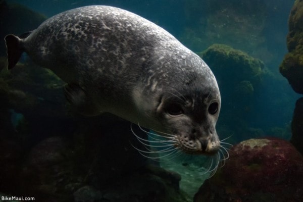 Maui Hawaii Animal of the Month: Hawaiian Monk Seal