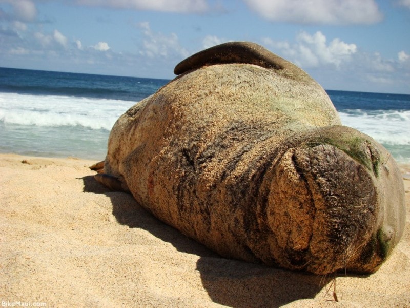 Maui Hawaii Animal of the Month: Hawaiian Monk Seal