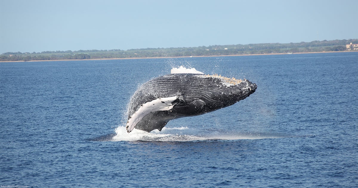 12 Humpback Whale Facts You Didn't Know - Molokini Crater