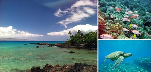 Ahihi Cove Snorkel Review - Molokini Crater